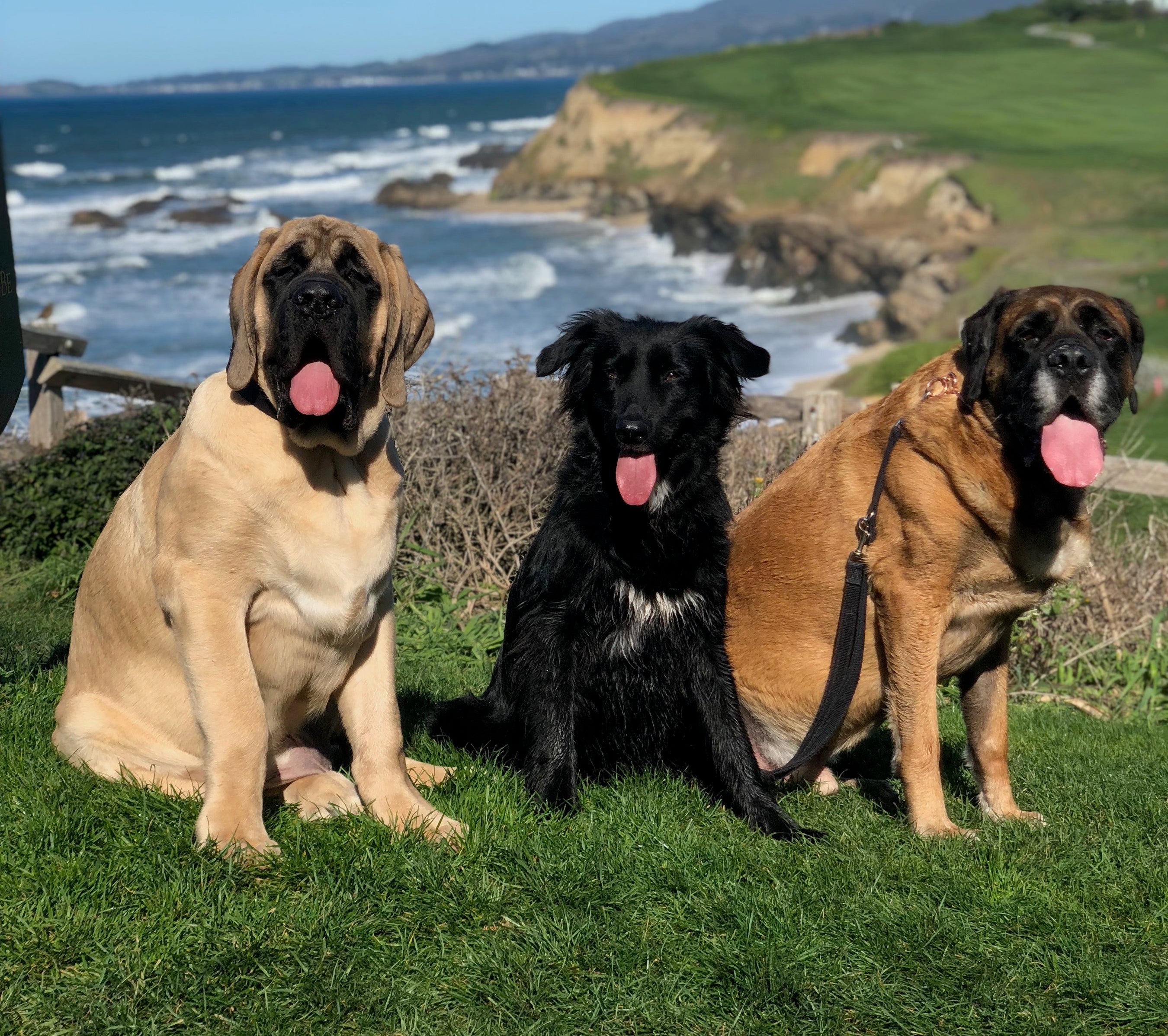 Dogue San Francisco – Dogue SF